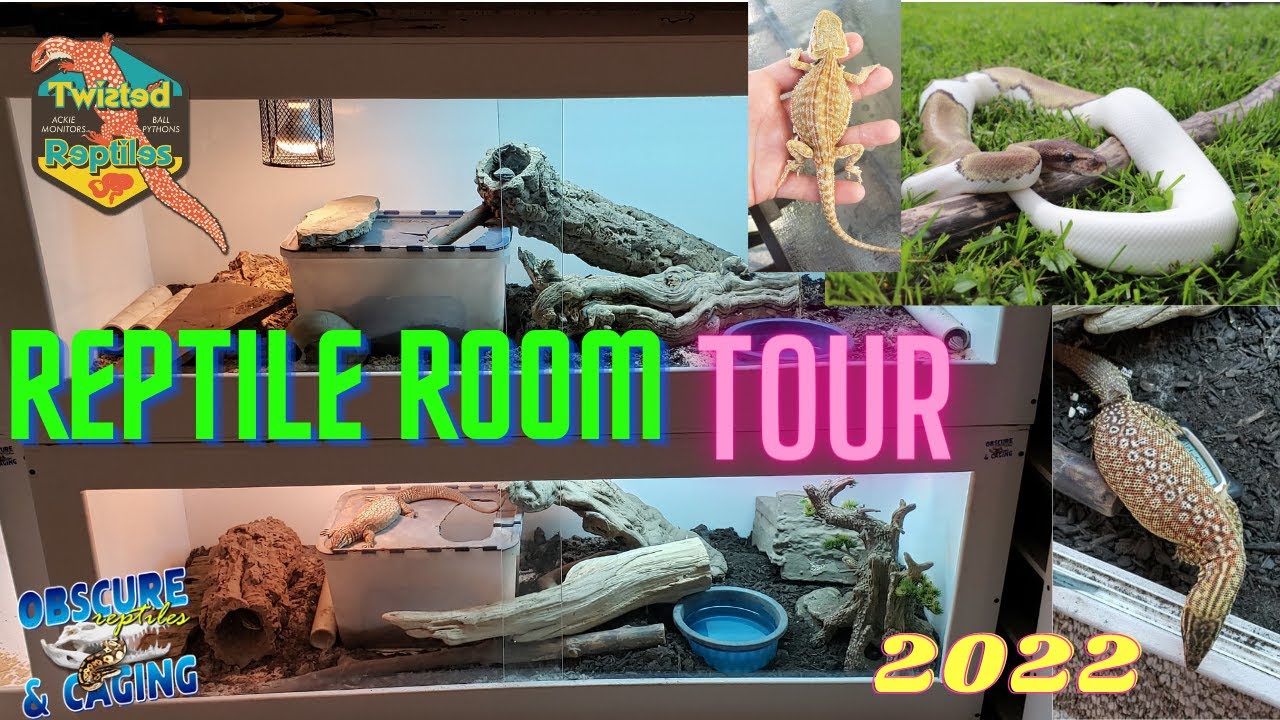 Reptile Room Tour 2022 - YouTube