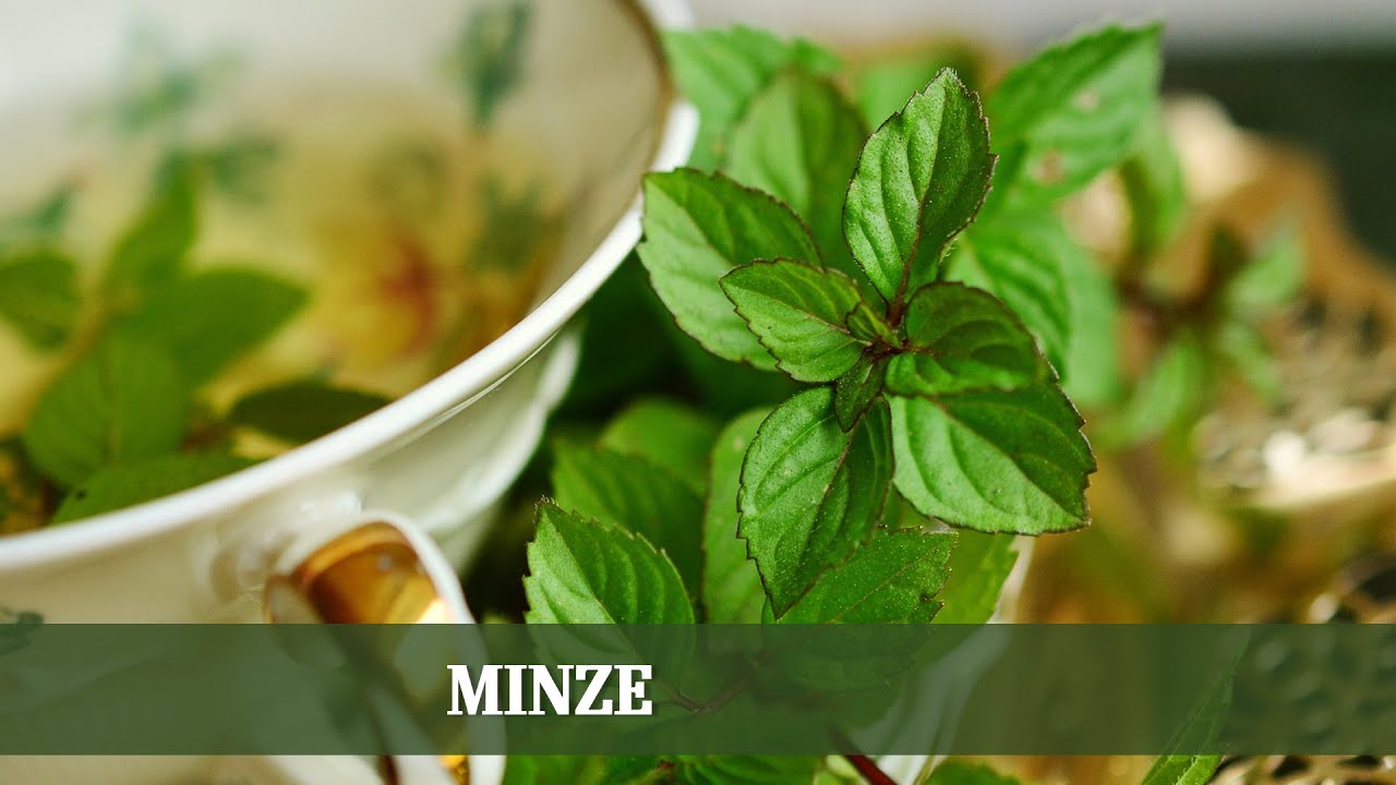 Vielfältige Minze - alles zu Sorten, Rückschnitt und Ansprüchen - YouTube