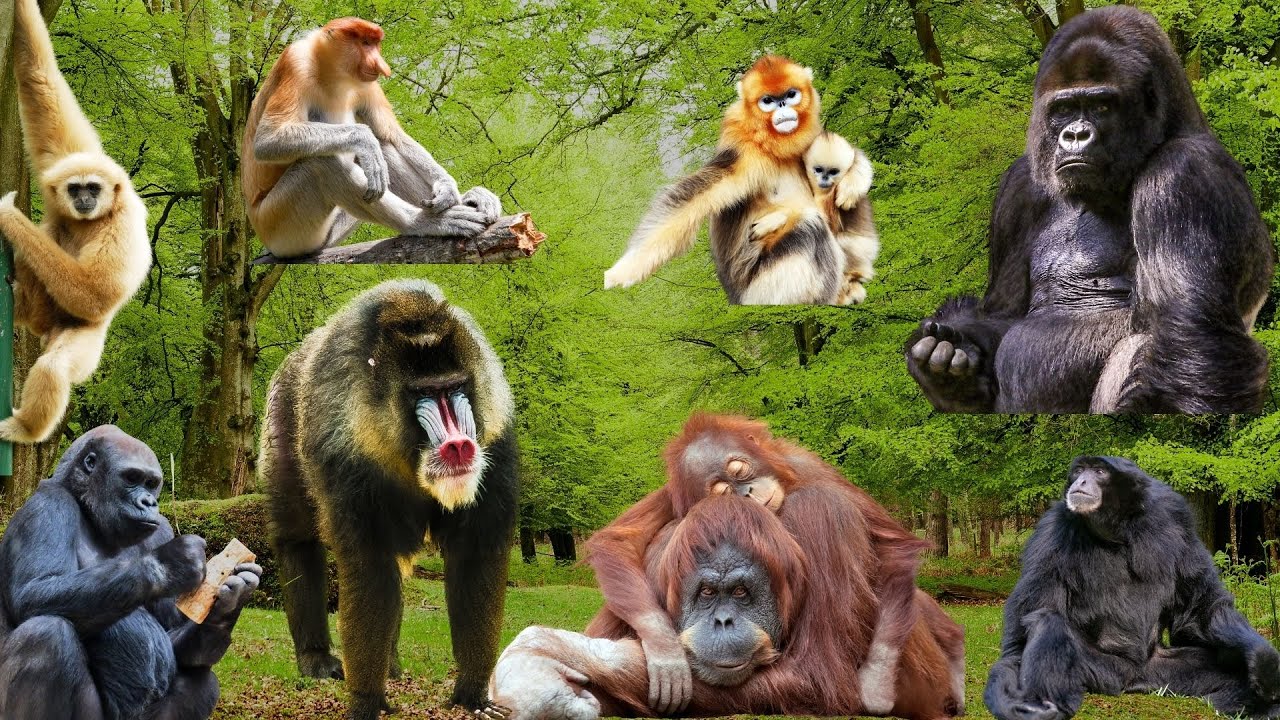 Animal Sound Of Monkey : Orang Utan, Gorilla, Red Monkey, Golden Monkey ...