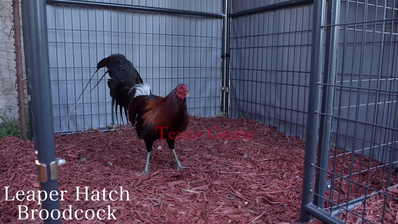 Leaper hatch - YouTube