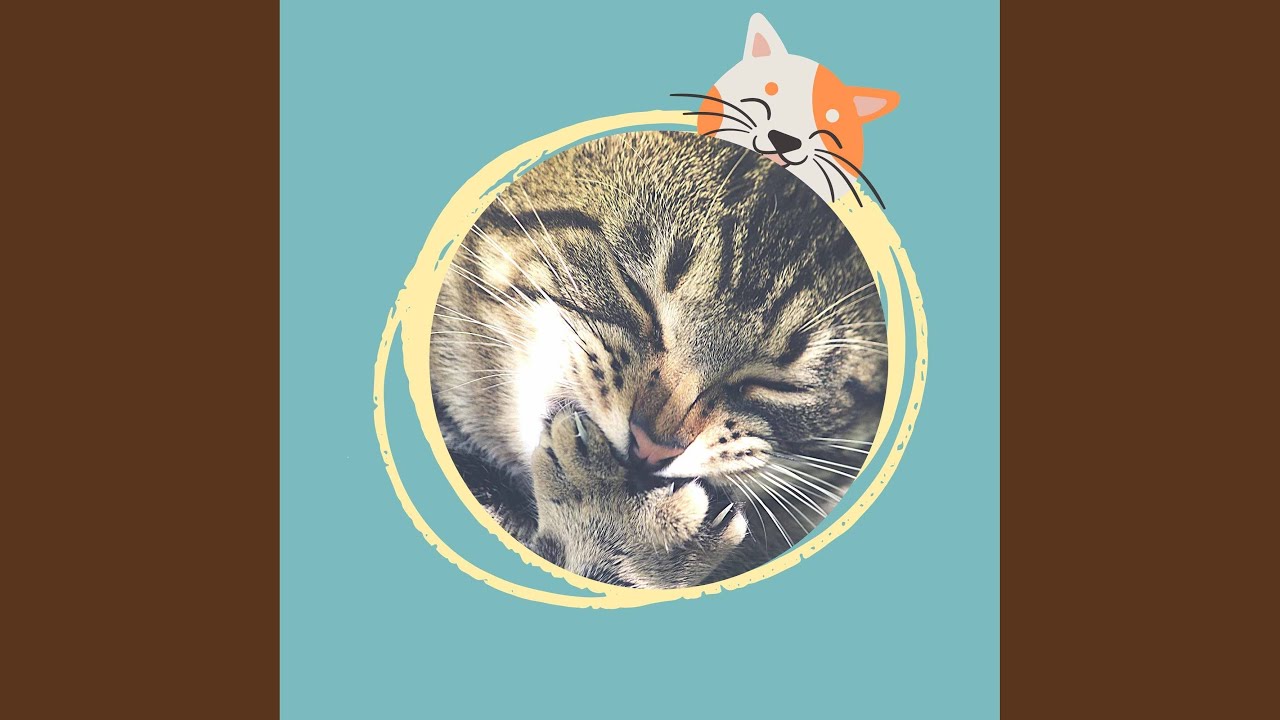 Vintage Fun Cats - YouTube