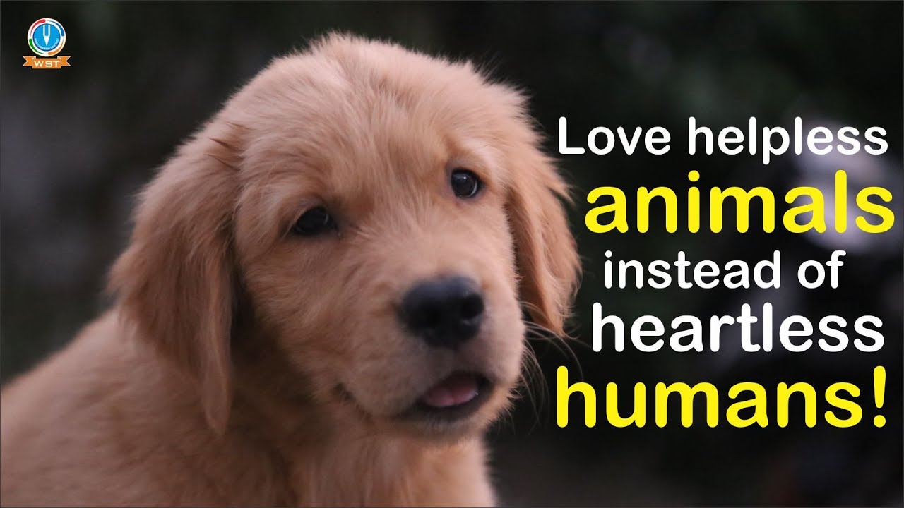 Love helpless animals instead of heartless humans ! - YouTube
