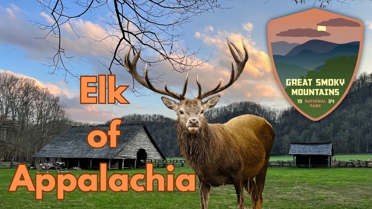 Elk of Appalachia - YouTube