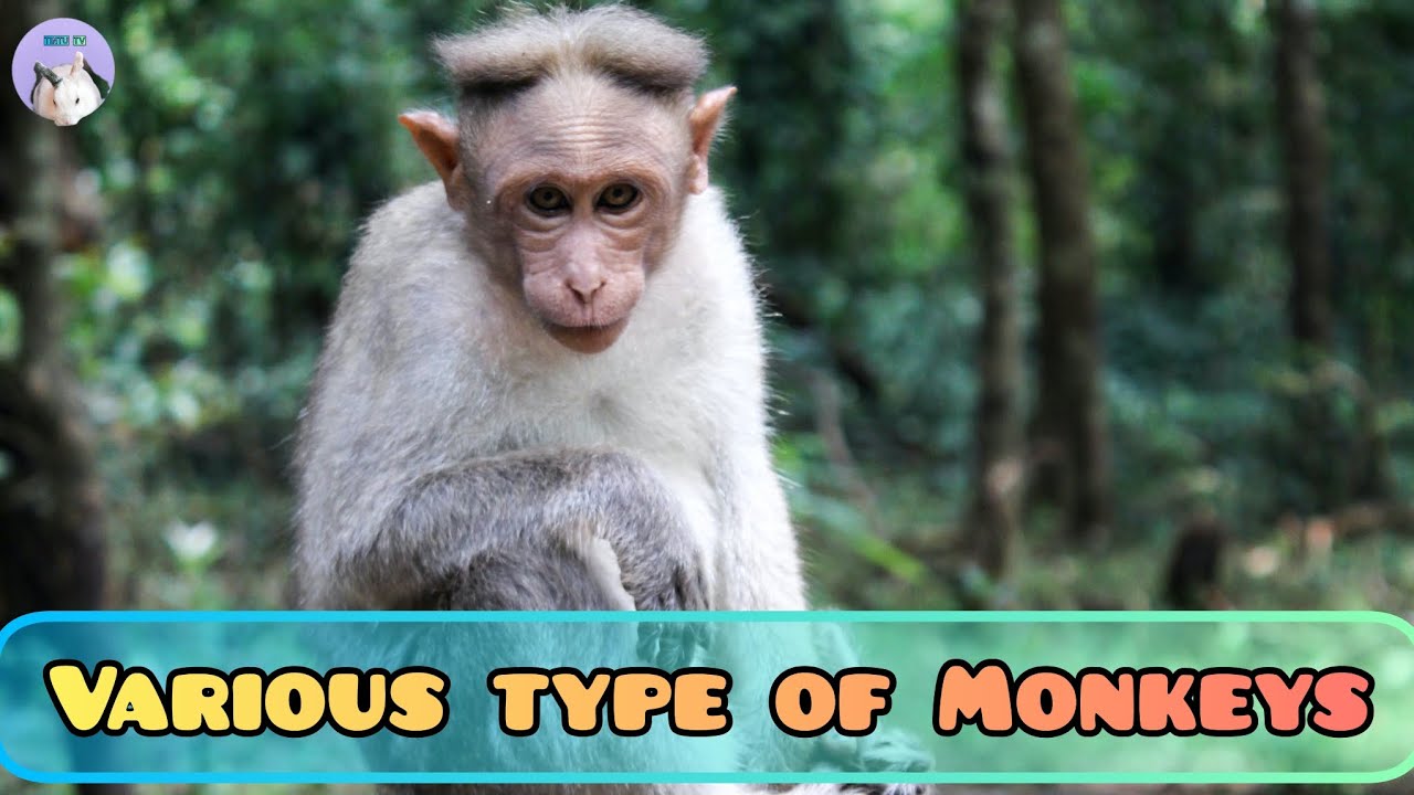 Various type of Monkeys #monkeys #lifeofmonkey #monkeyvideos - YouTube