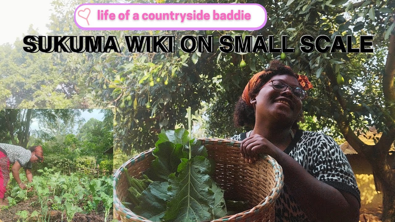 Harvesting Sukuma Wiki ( kales) as a Small scale Farmer . | - YouTube