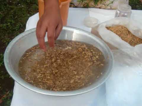 Management of Blast disease in Paddy by using P fluorescens - YouTube