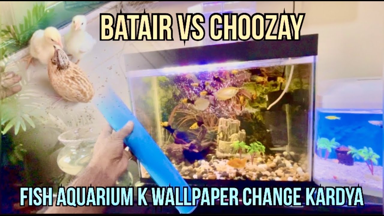 Choozay vs batair || fish aqaurium k wall paper change kardya || - YouTube