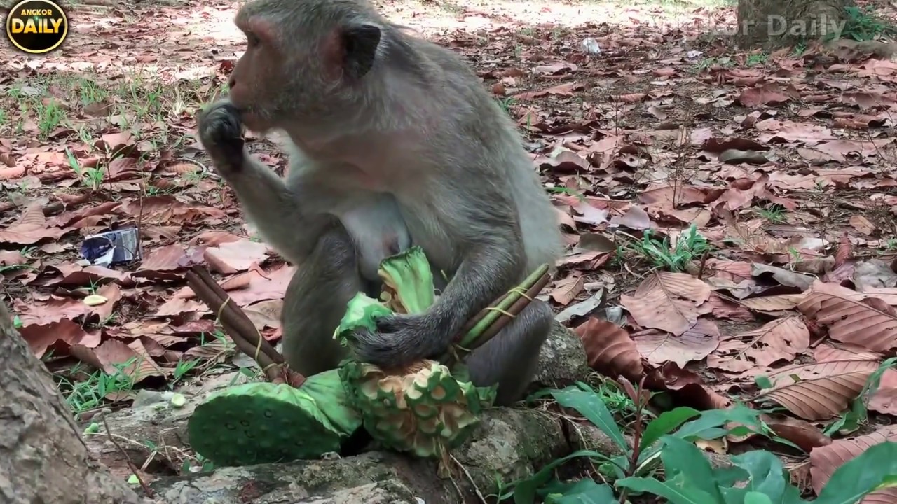 Cute monkey eating Favorite Fruits. [Angkor Daily Part 75] - YouTube