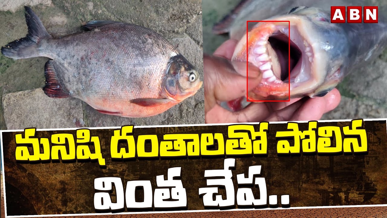 మనిషి దంతాలతో పోలిన వింత చేప..| Fishermen In Nirmal Caught Strange Fish ...