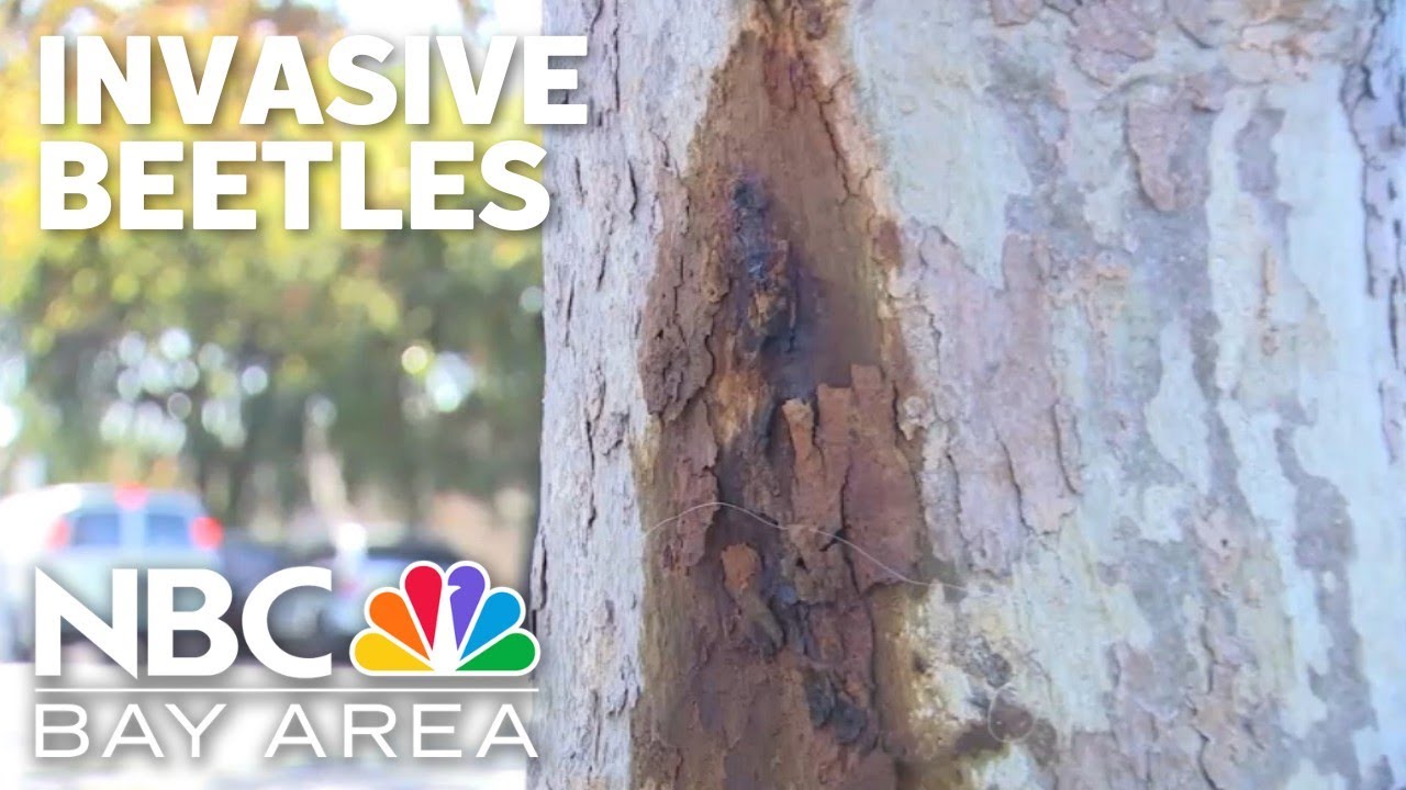 Invasive beetle killing trees in San Jose, Santa Cruz Mountains - YouTube
