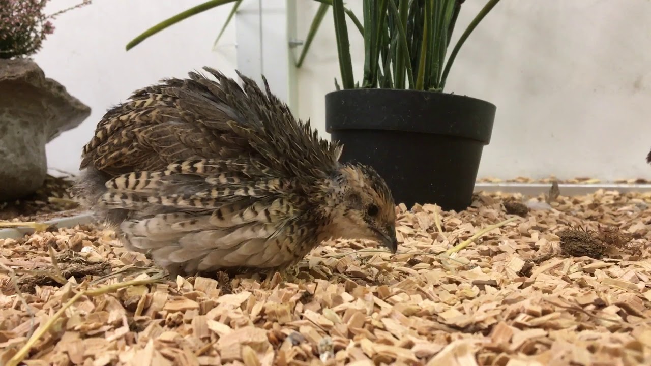 Female chinese dwarf quail searching for seeds - YouTube