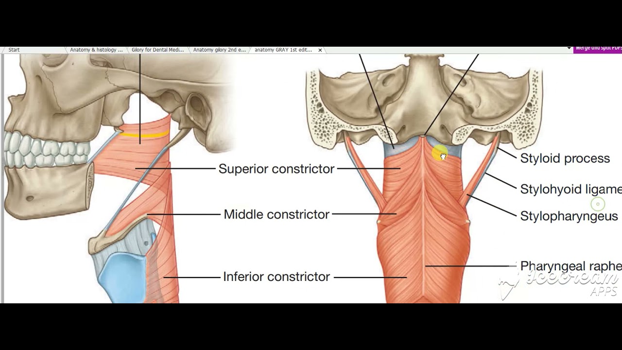 Pharynx constrictors - YouTube