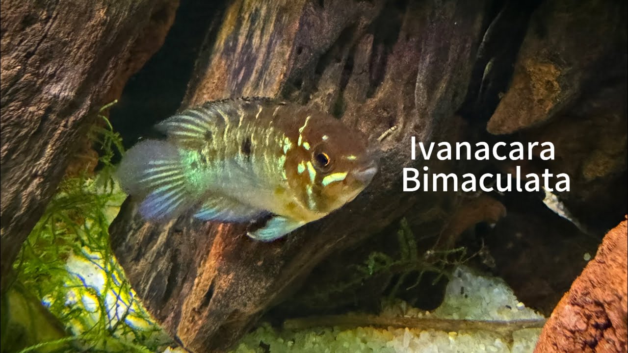 Ivanacara Bimaculata-Rare fish in the aquarium hobby - YouTube