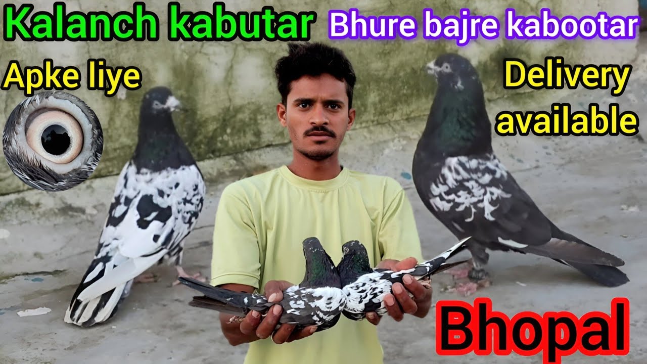 indian top high flying nasl ! mona bhai ke kabutar ! # ...