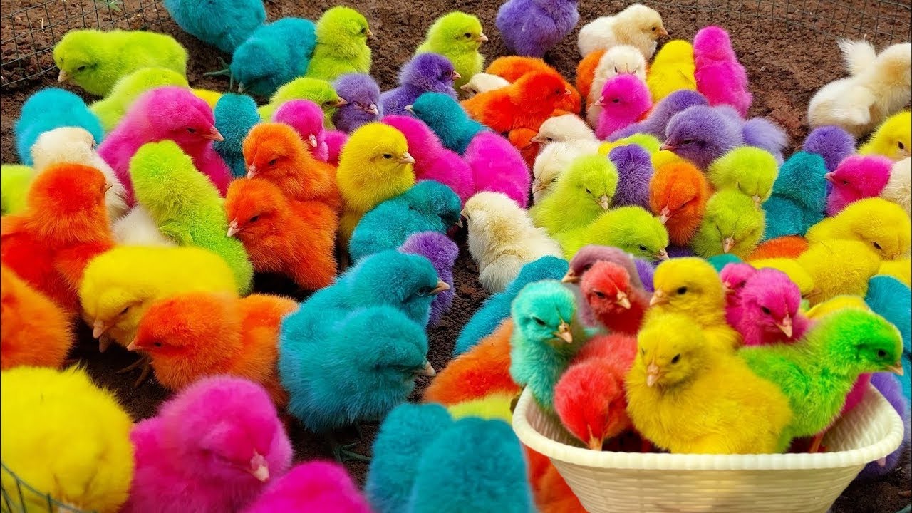 Catch millions of cute chickens, colorful chickens, rainbow chickens ...