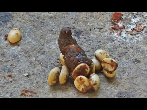 Poop Coffee. How it's Really Made in Bali - YouTube
