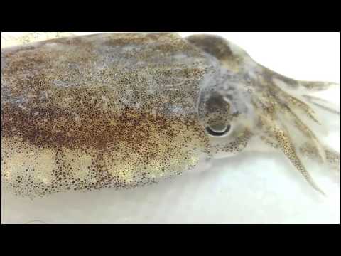 Cuttlefish changing color - YouTube