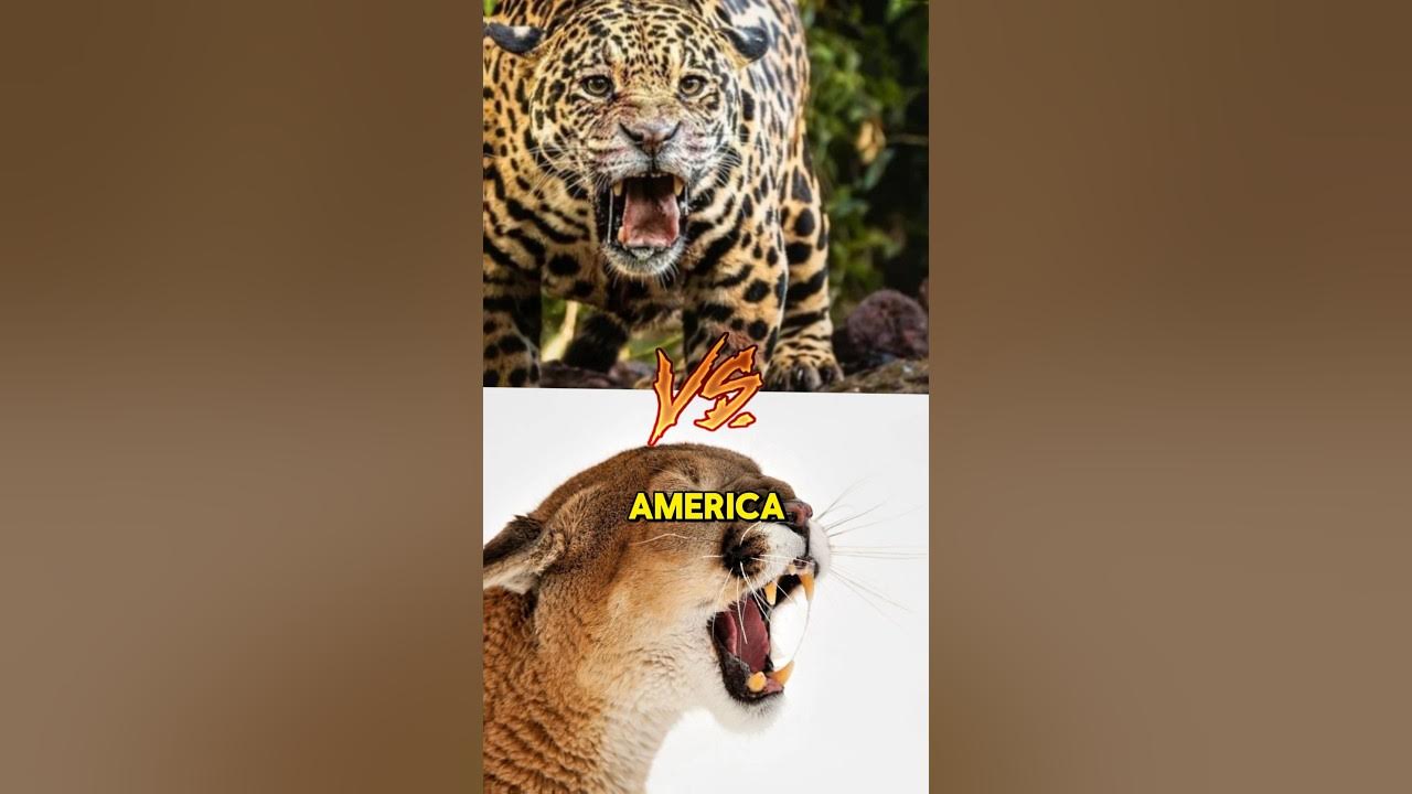Jaguar vs Puma ¿Cuál sería el Ganador en una Pelea? #jaguar #animales - YouTube