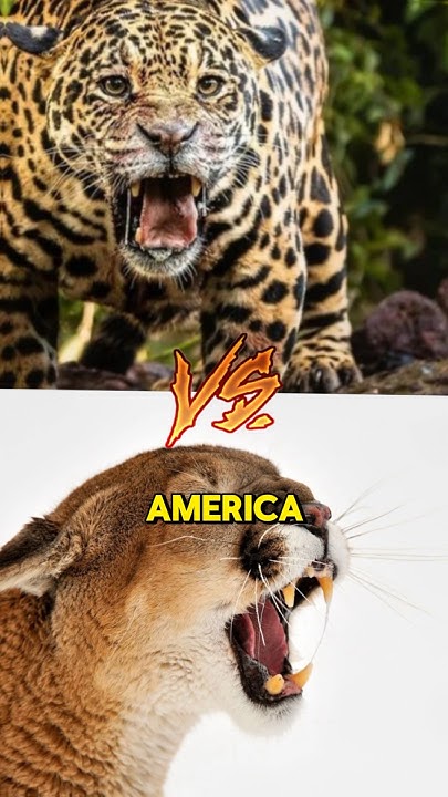 Jaguar vs Puma ¿Cuál sería el Ganador en una Pelea? #jaguar #animales - YouTube