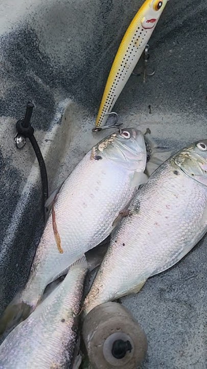 #viralshort #fish #pesca #stripedbass #bonker #goprohero12black - YouTube