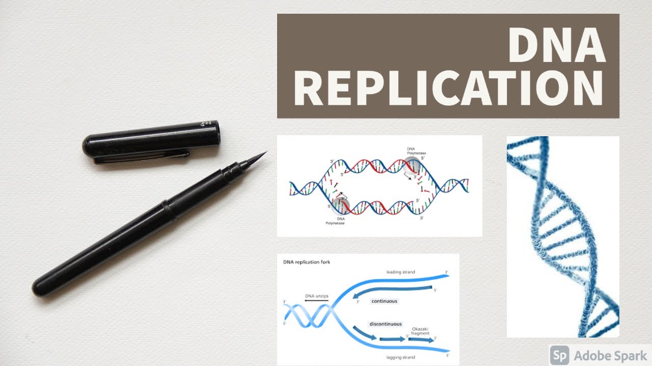 How DNA REPLICATION happens ? | BIO CHEMISTRY | CELLULAR BIOLOGY ...