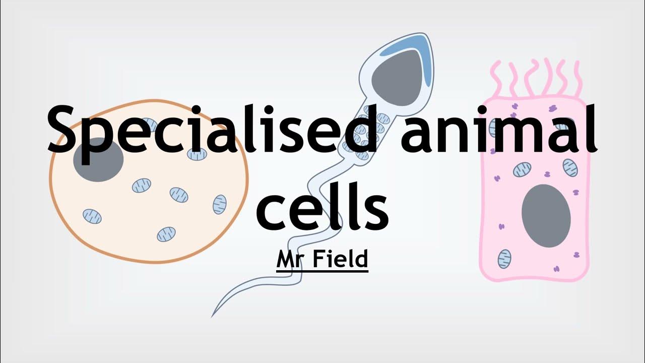 GCSE Biology 02 - Specialised animal cells - YouTube
