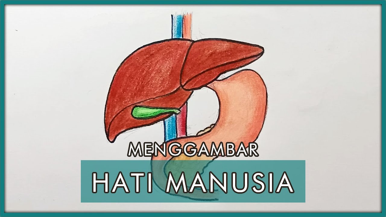 Cara Menggambar Hati Manusia - YouTube