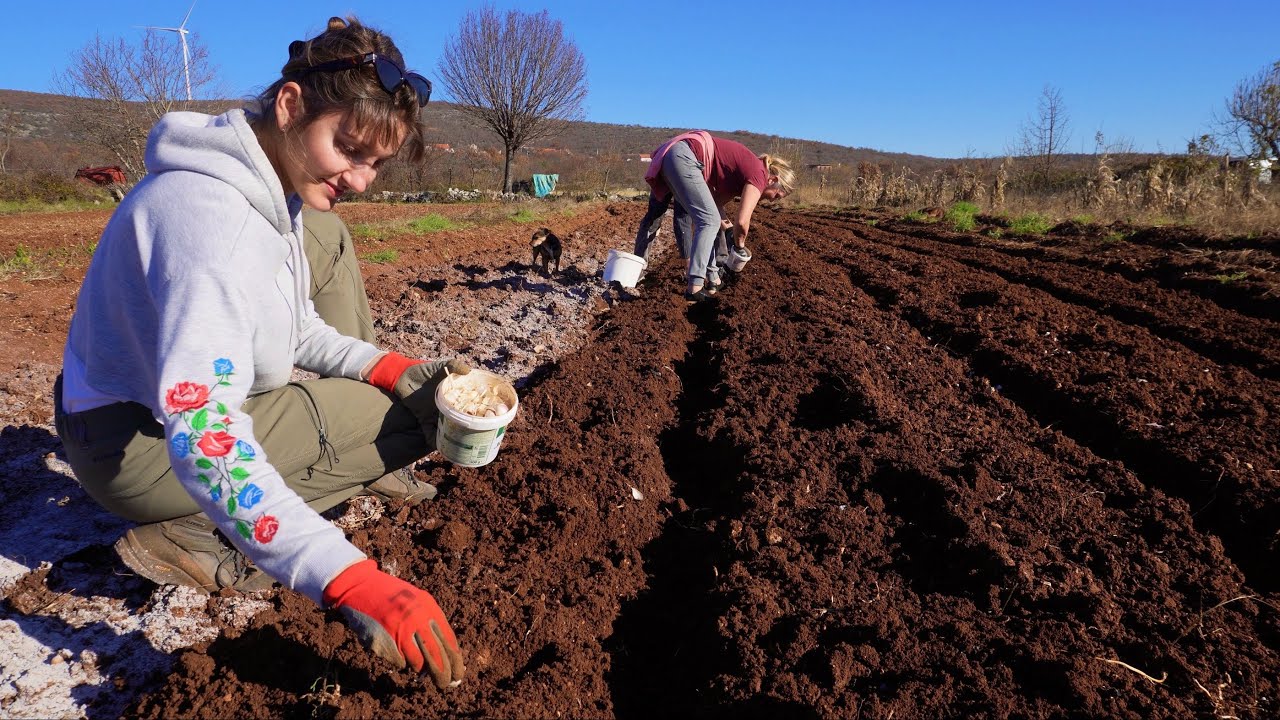 Zima na selu | Winter life in the village, planting more garlic than ...