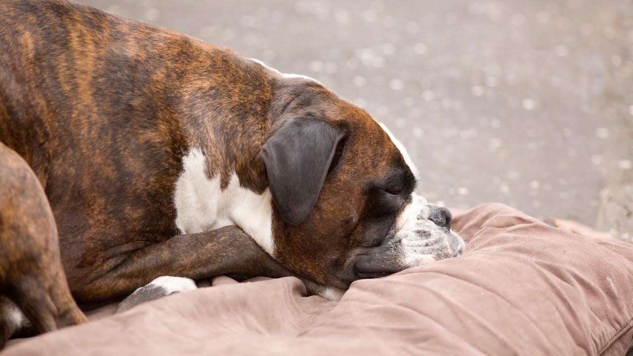 Boxer Dog Cuddle Fest Hugs and Kisses All Around! - YouTube