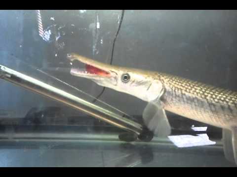 baby feeds alligator gar - YouTube