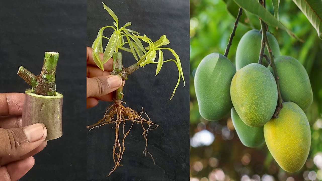 Mango Tree Growing | Technique Skill Propagation Mango Tree With ...