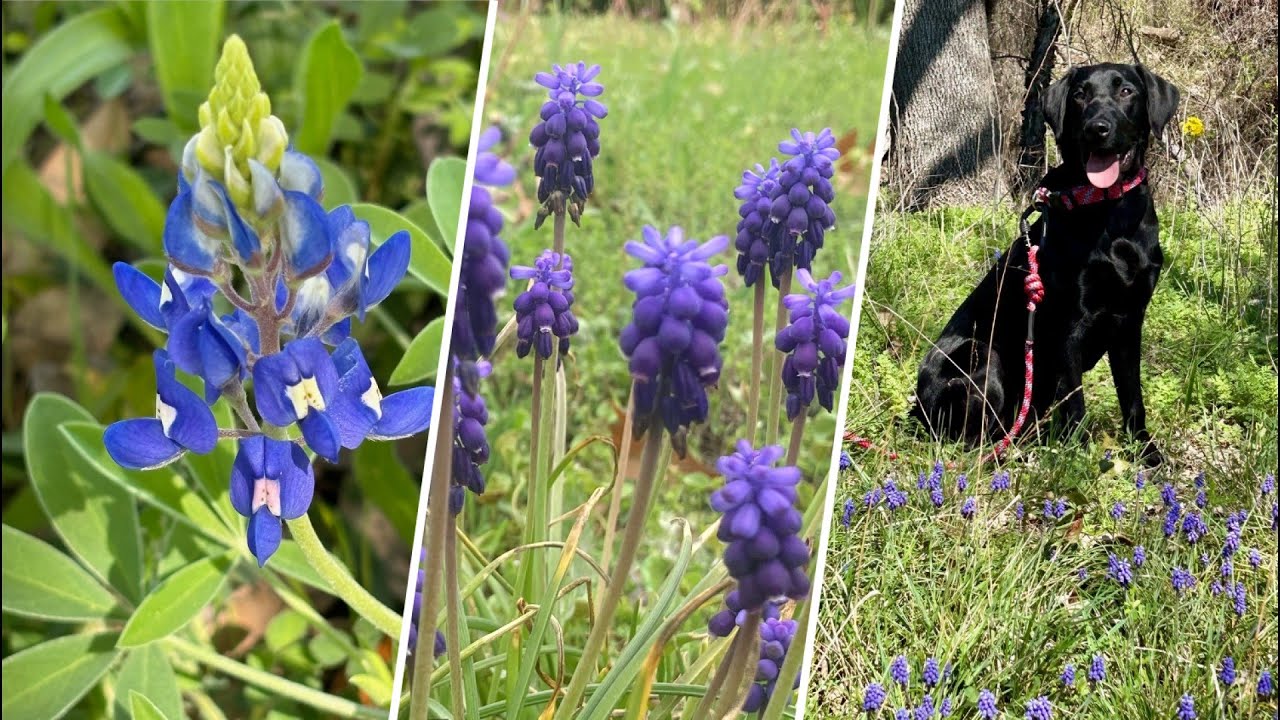 Signs of Spring: Bluebonnets and grape hyacinths - YouTube