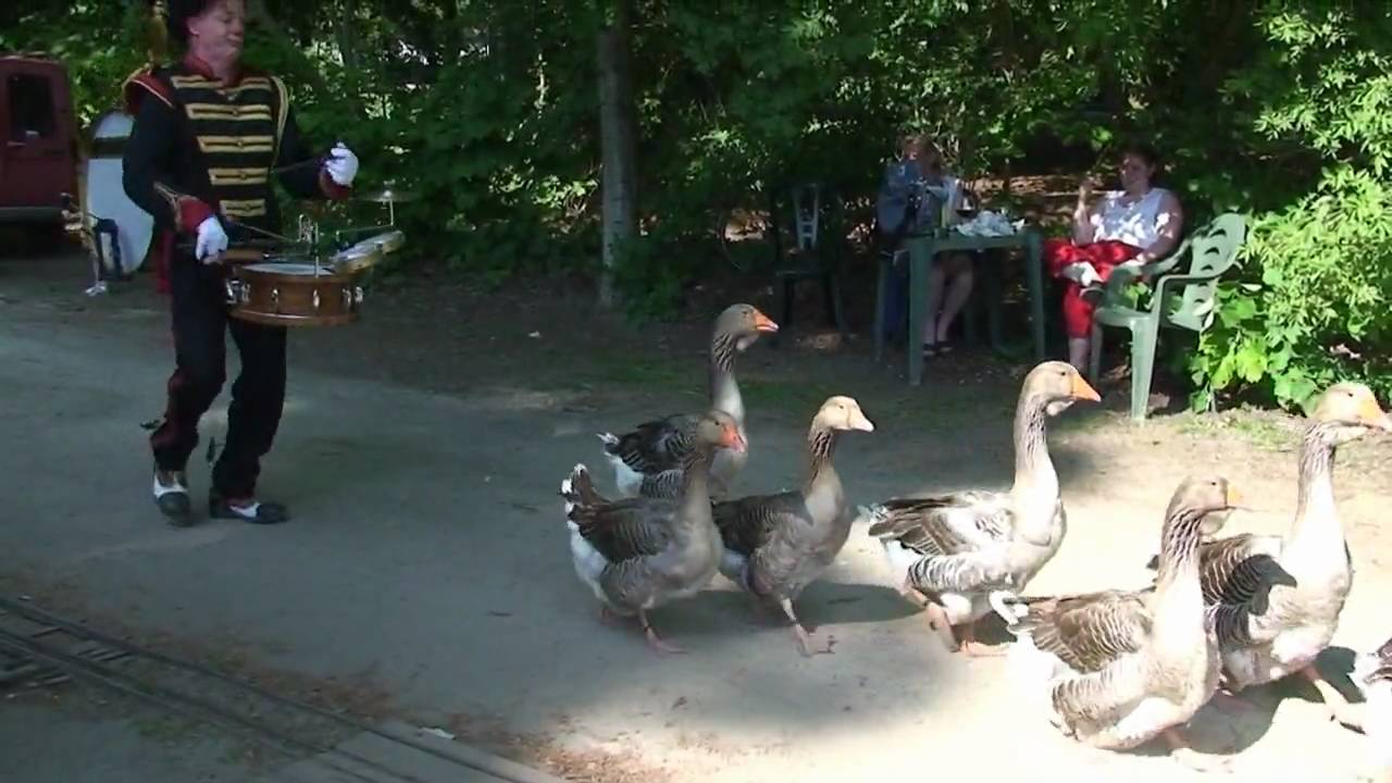 Parade of the Geese 2008 - YouTube