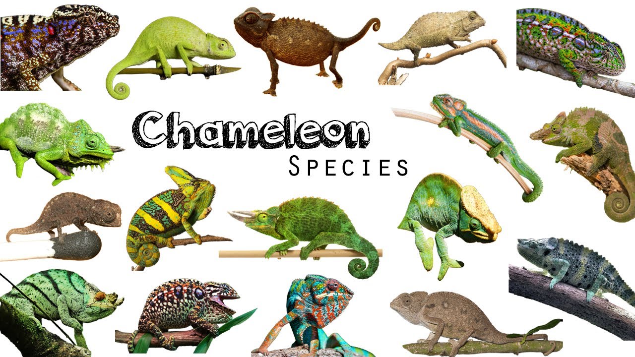 Chameleon Species / A fun list of Chameleons / Leo & Lia Kids TV - YouTube