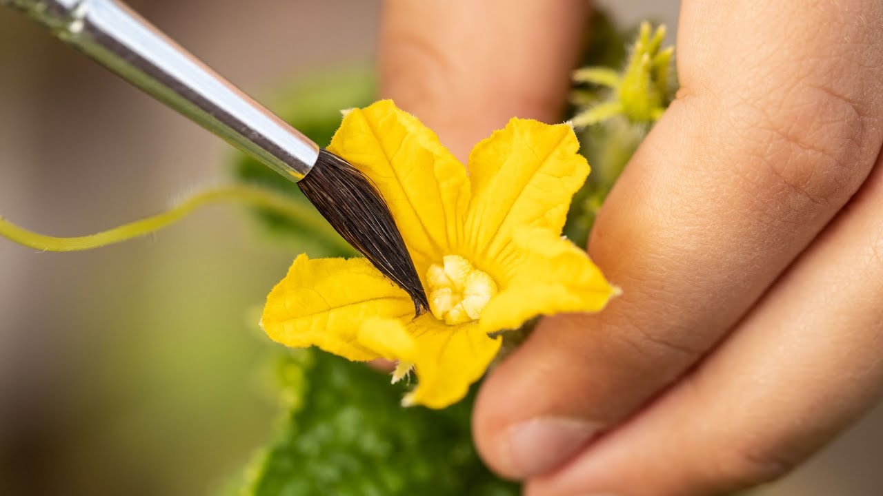 HAND POLLINATION #horticulture @HRT142@Guided by Dr. Stuti Pathak - YouTube
