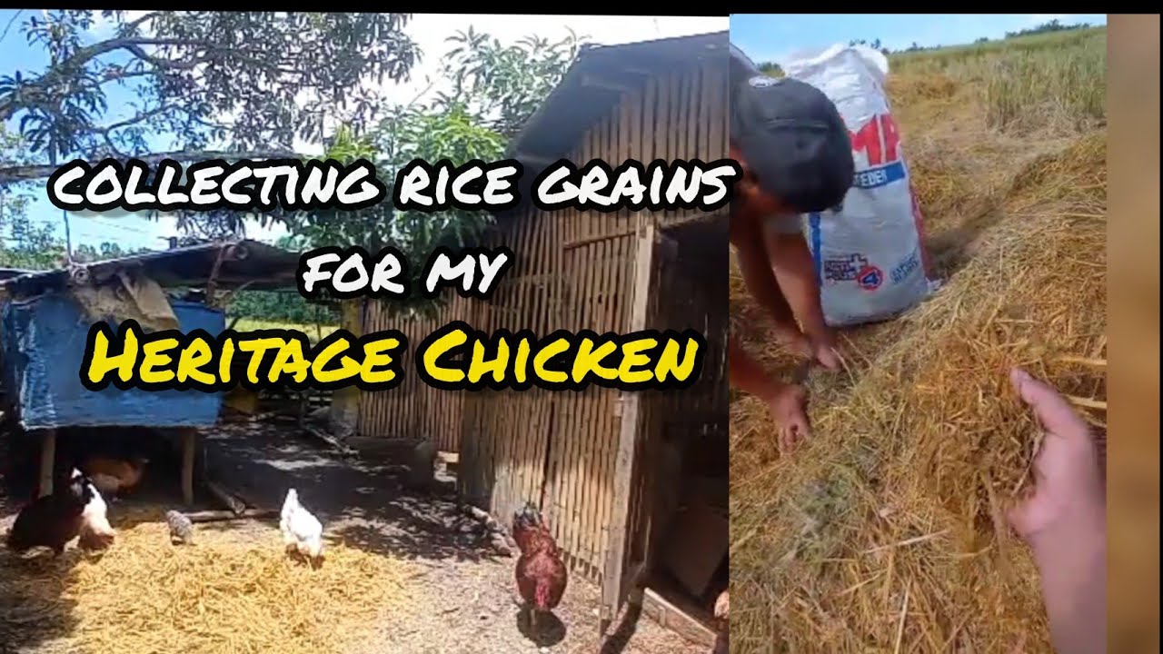 WE GET REJECT RICE GRAINS FOR MY HERITAGE CHICKENS(Nanguha Tayo Ng ...
