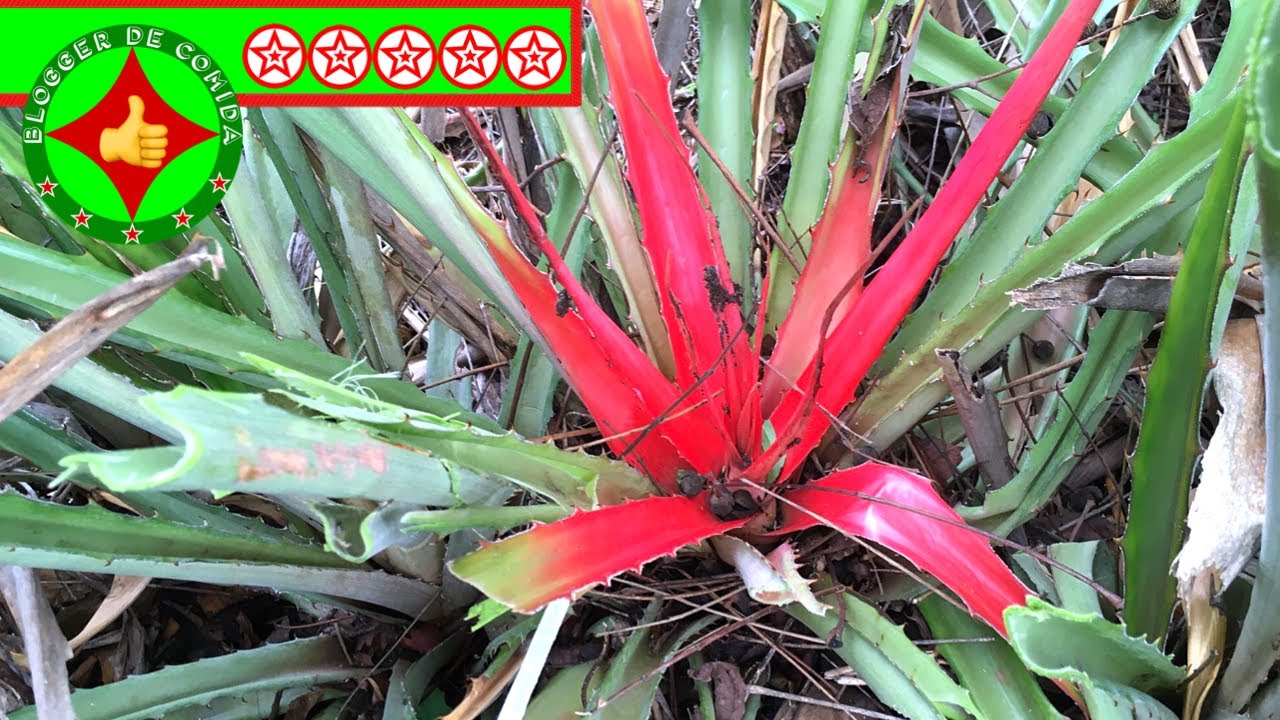 Sacando motates en El Salvador - YouTube