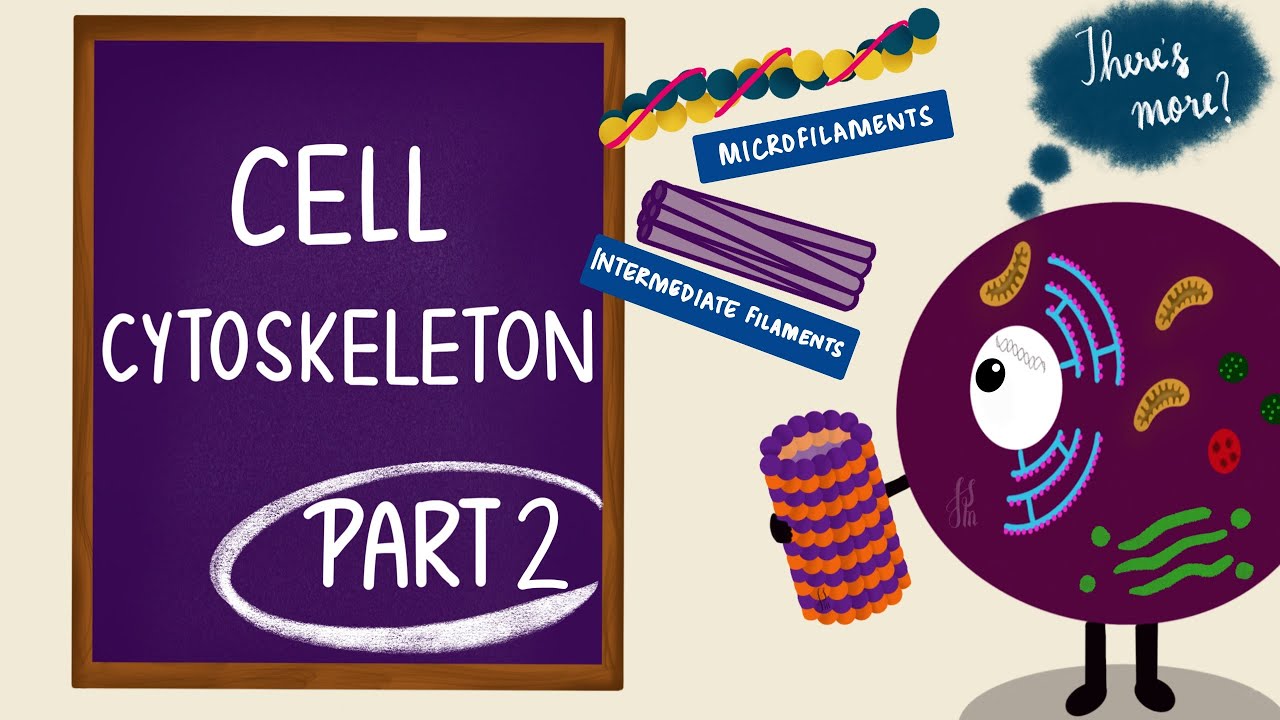 Cell Cytoskeleton | Part 2 | Microfilaments and Intermediate Filaments ...
