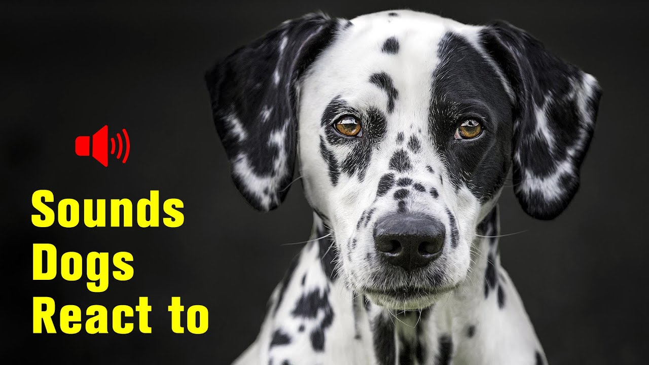 5 Sounds Dogs React to - Play to your dog! 🐶 - YouTube