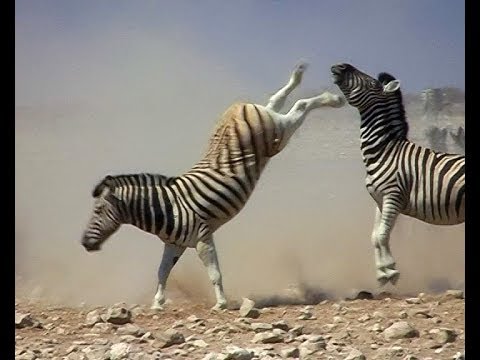 Zebra stallions fight for supremacy over a harem.