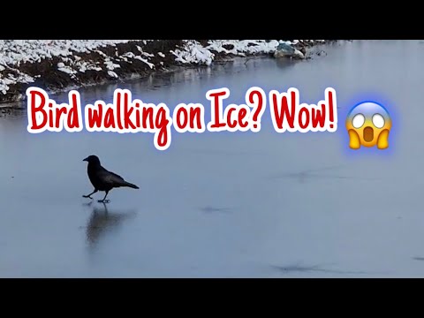 Bird walking on the Ice 🧊😮😱 #snow #wisconsin #usa - YouTube
