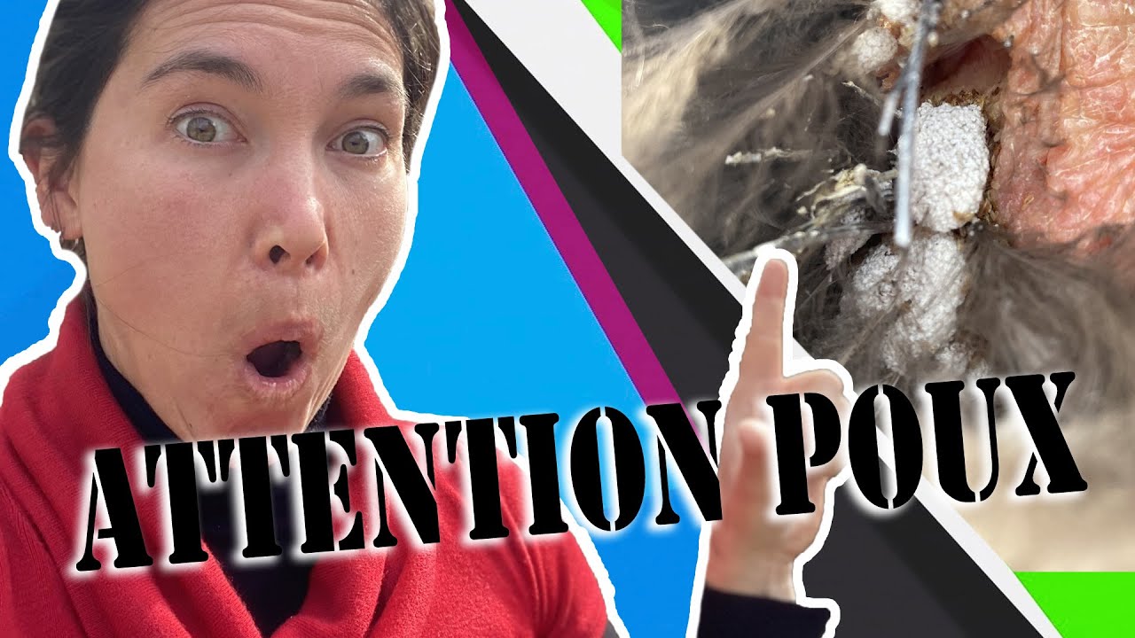 incroyable infestation de poux mallophages - YouTube