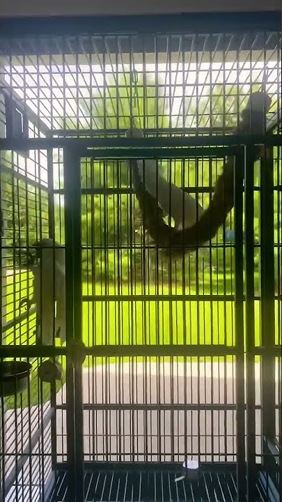 Umbrella Cockatoos Enjoying The ☀️ Youtube