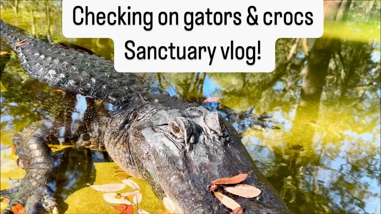 Checking on gators & crocs, sanctuary vlog! - YouTube