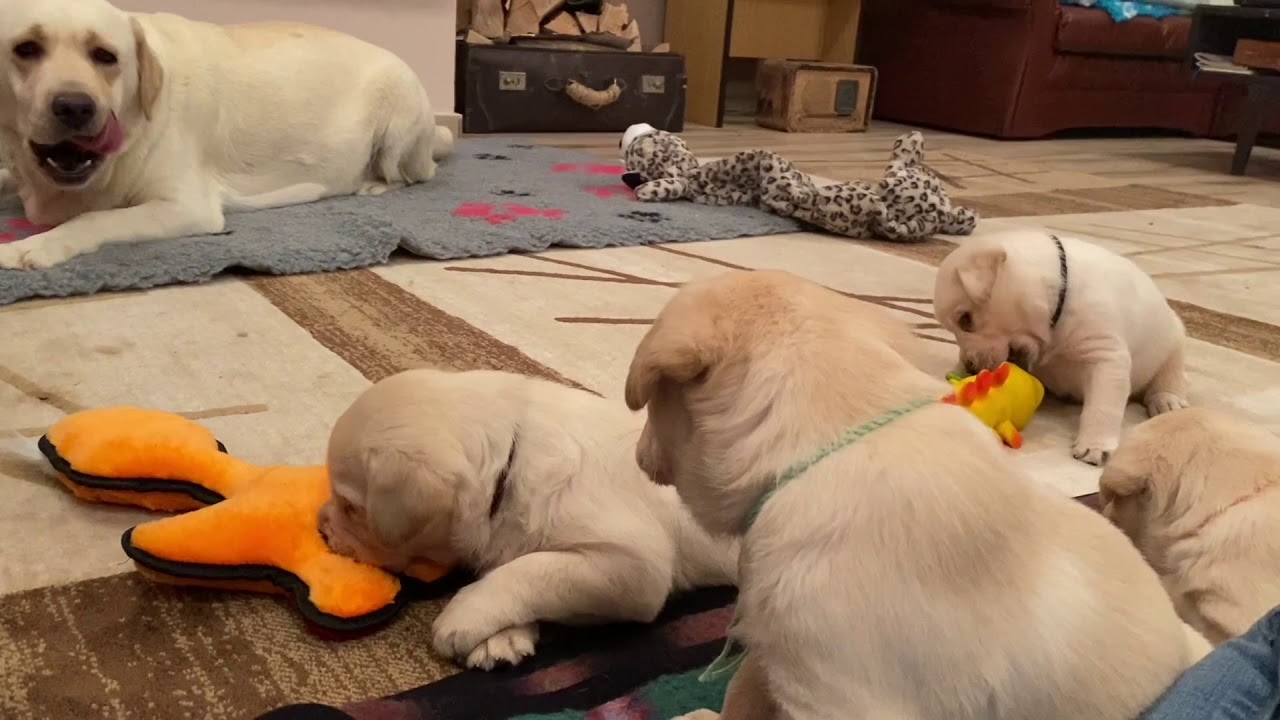 One month labrador retriever puppies - YouTube
