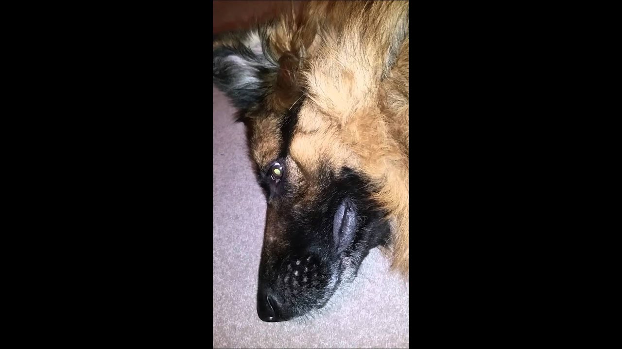 Funny German Shepherd talking and purring - YouTube