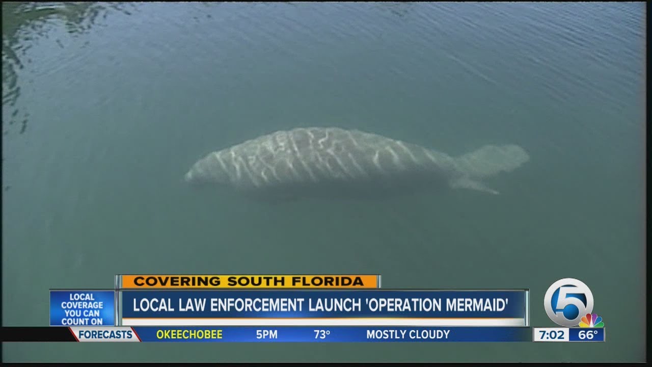 Manatee migration season starts - YouTube