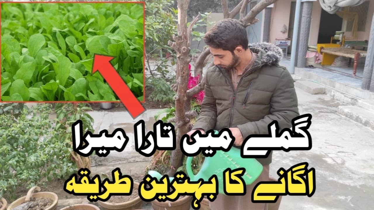 The best way to grow tara mira in pots - YouTube