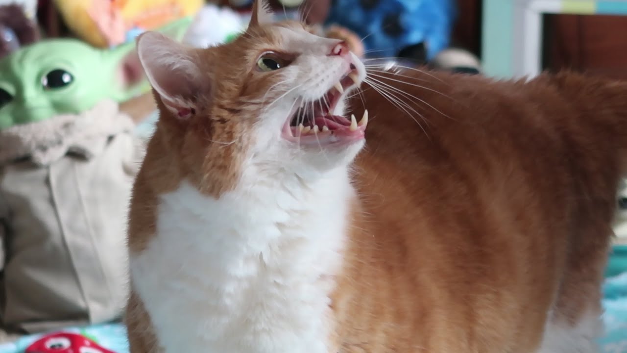 Cat Charges A Toll Pass - YouTube