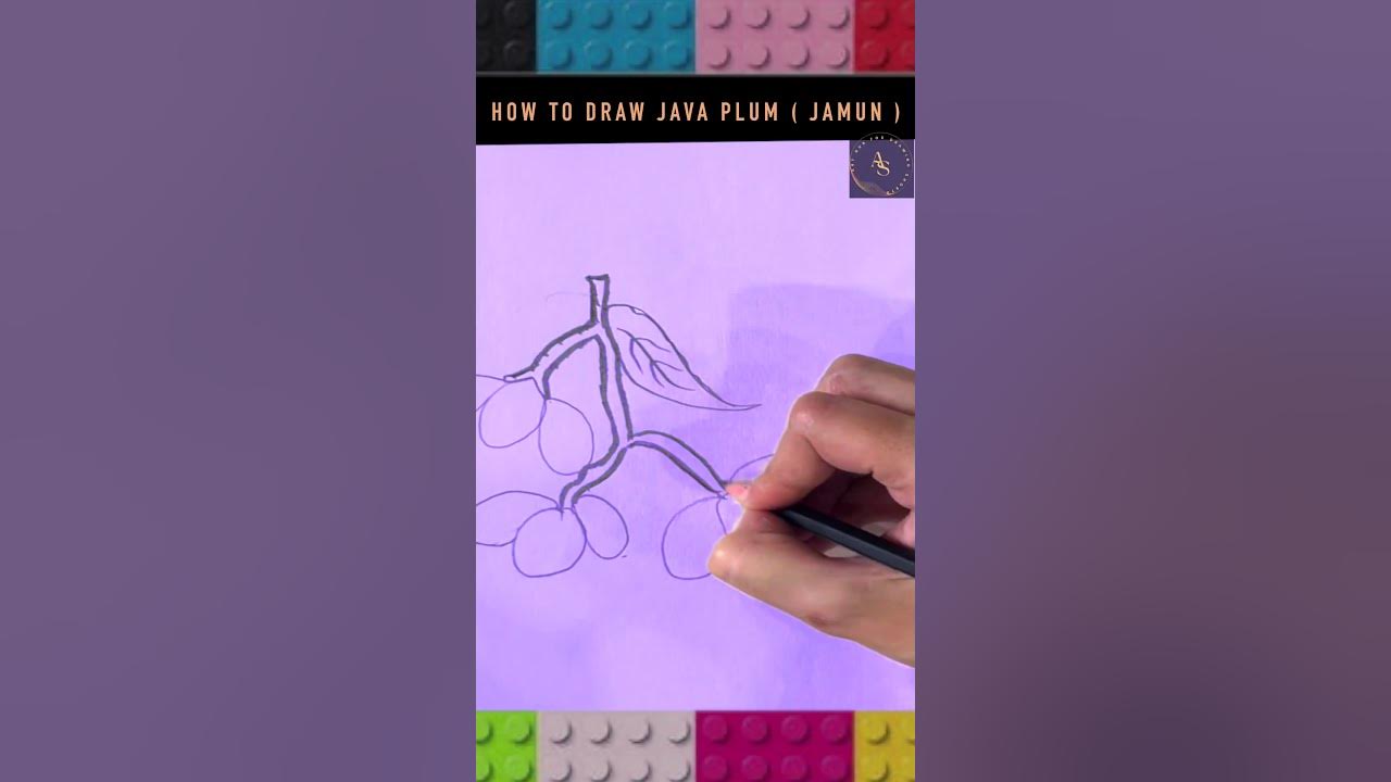 How to draw Java Plum ( Jamun ) step by step | #drawing # ...